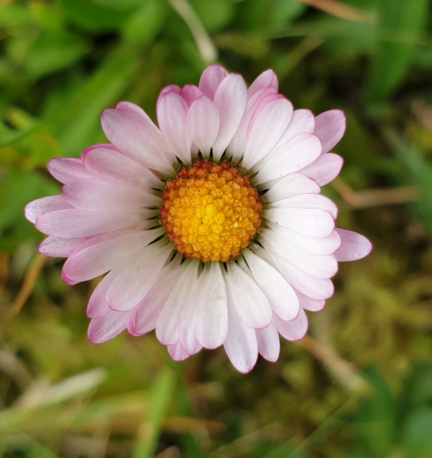 Euskal Herria mendiz mendi: AIAKO HARRIAK-ERROILBIDE (832M) GIPUZKOA ...