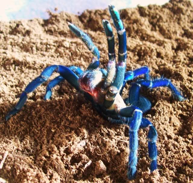 Tarántula azul cobalto (Haplopelma lividum)