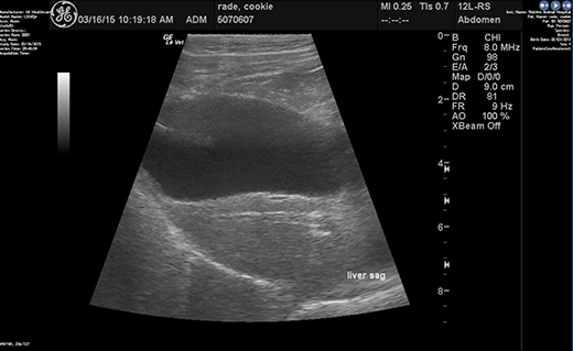 Cookie's Elevated ALT: The Ultrasound and Cytology