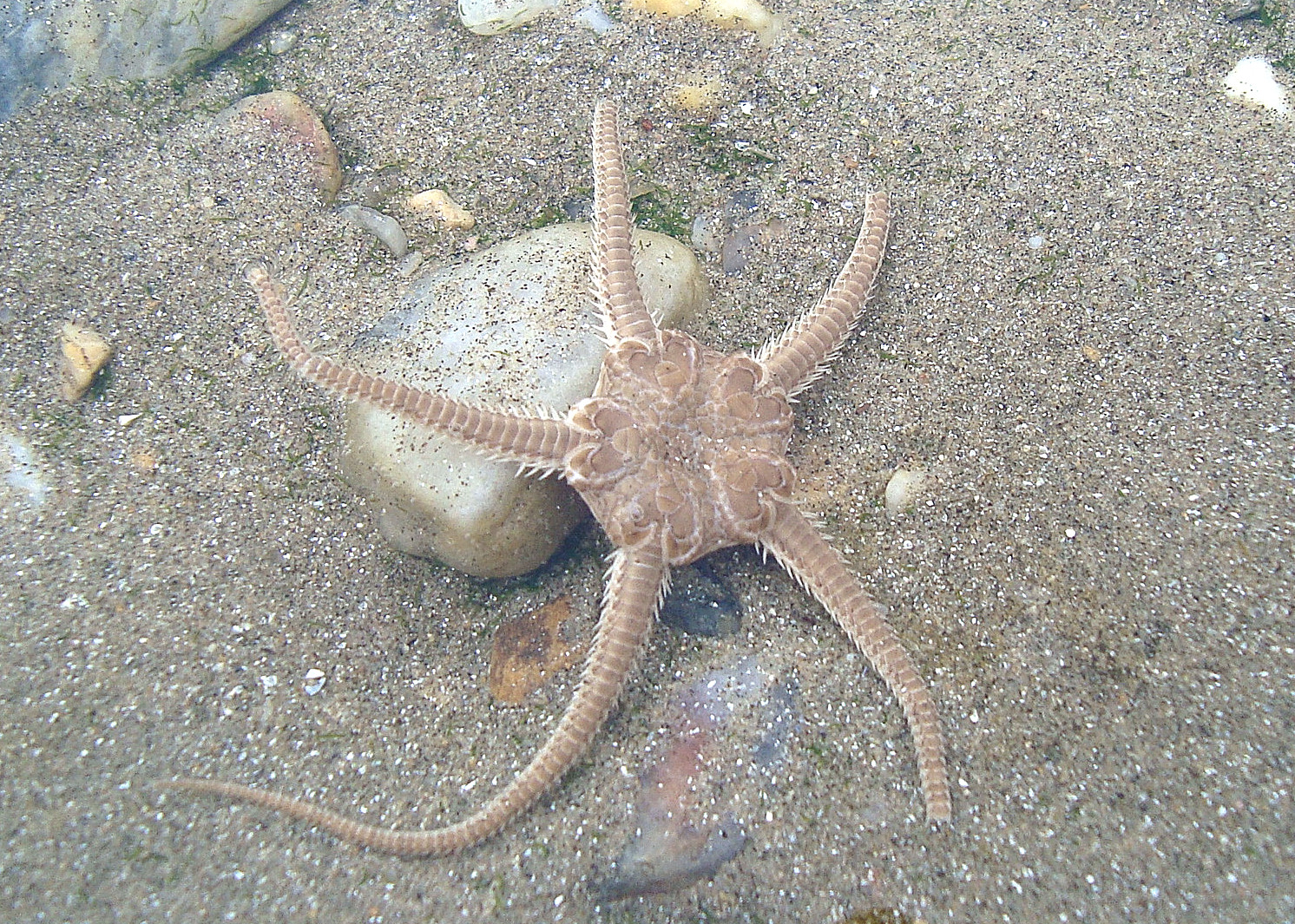 Quelques images de la nature: Réponse : Ophiure