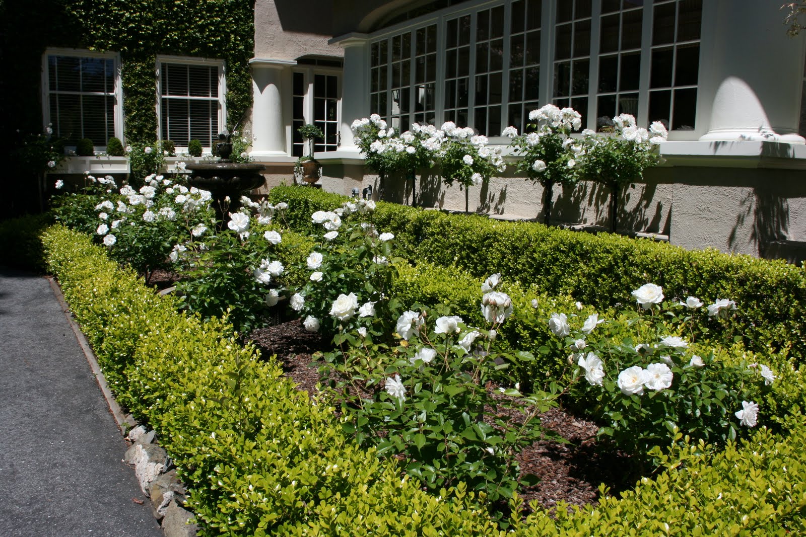vignette design: Iceberg Roses Galore
