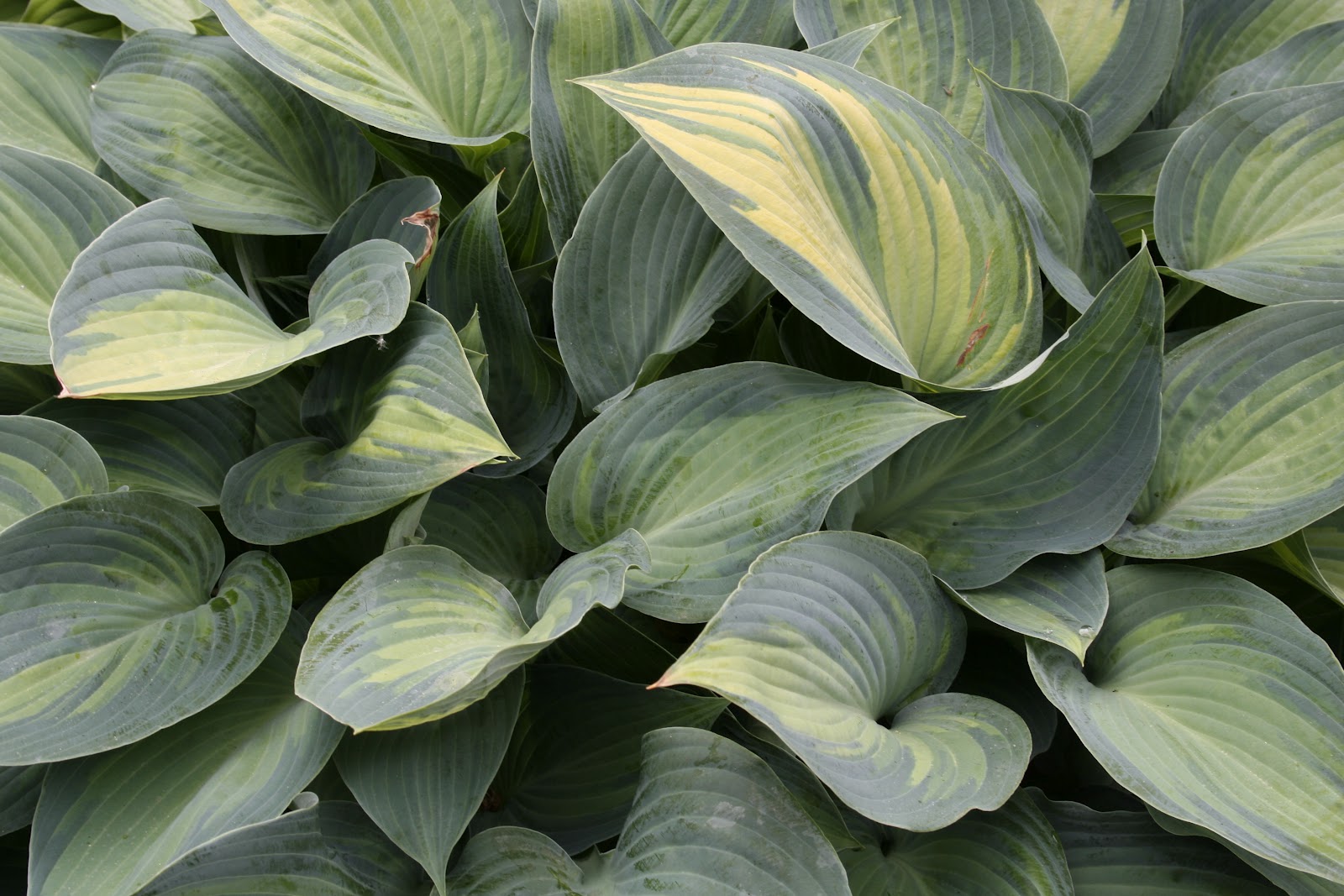 Our Japanese Garden: Hostas