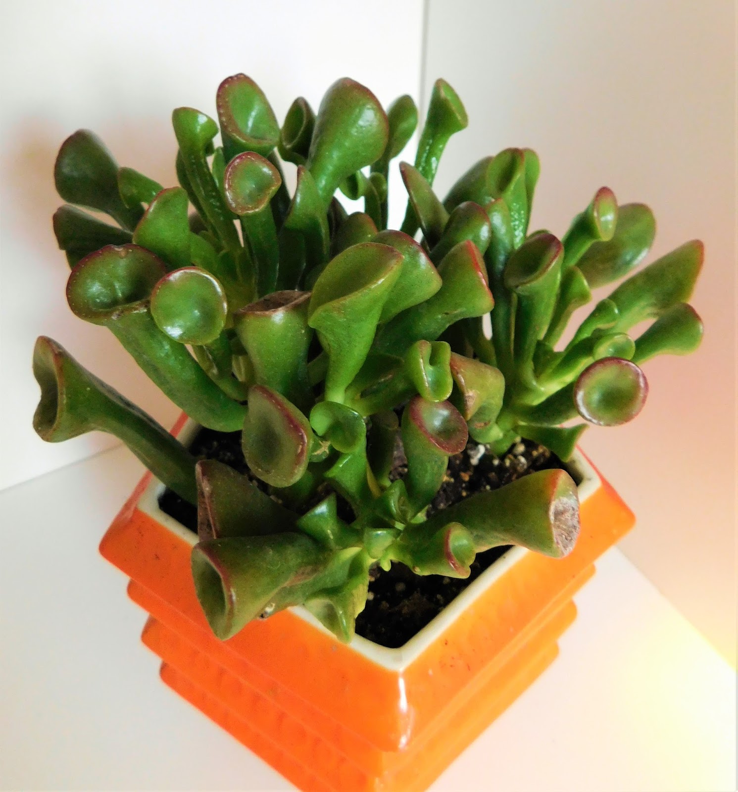 Horticultist: An Obsessive Gardener: Crassula argentea 'Ogre Ears'