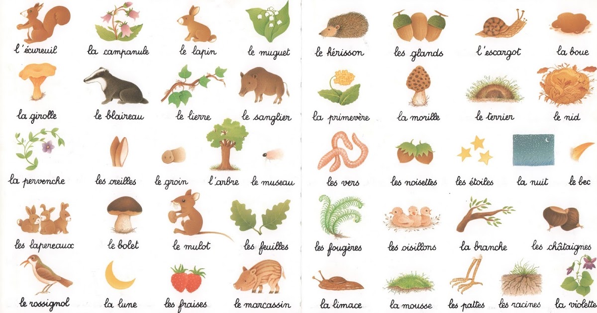 Leçons de choses: L'écureuil