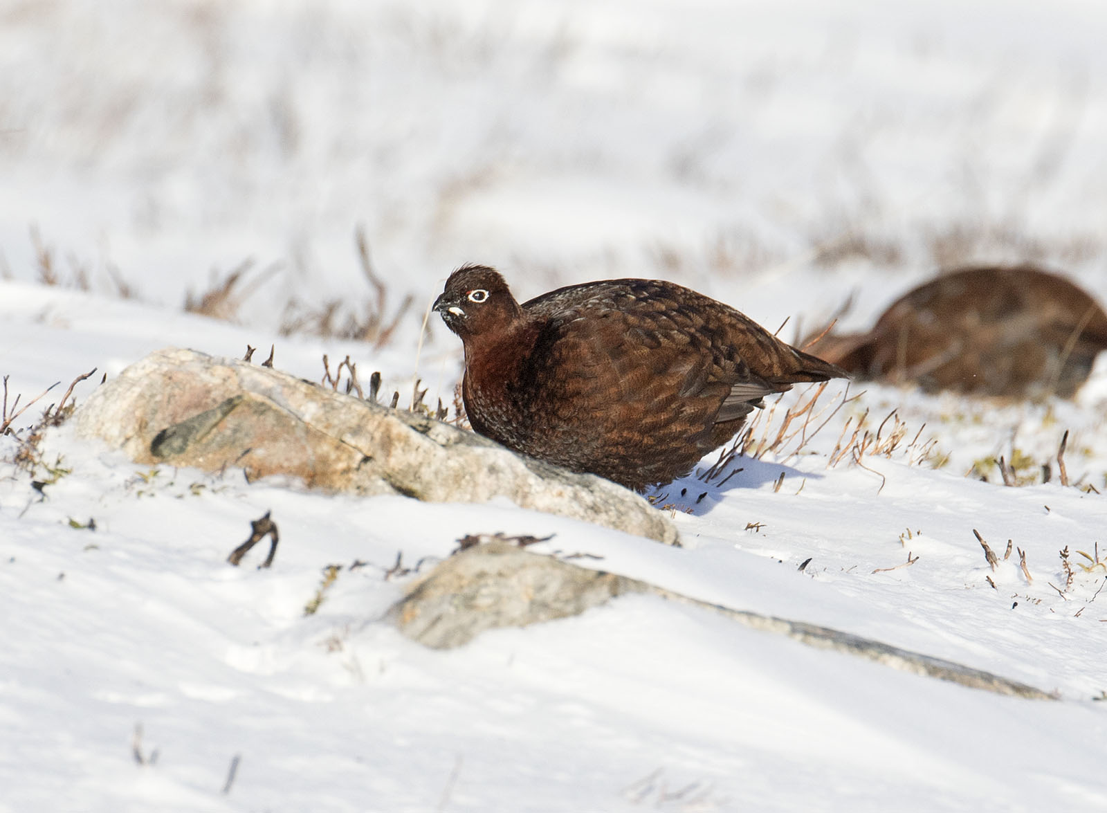 pewit: Red Grouse in the snow