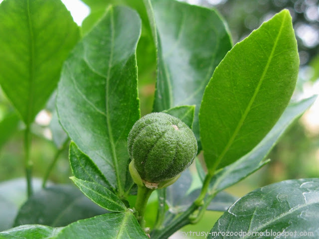 Cytrusy Mrozoodporne: Citrandarin