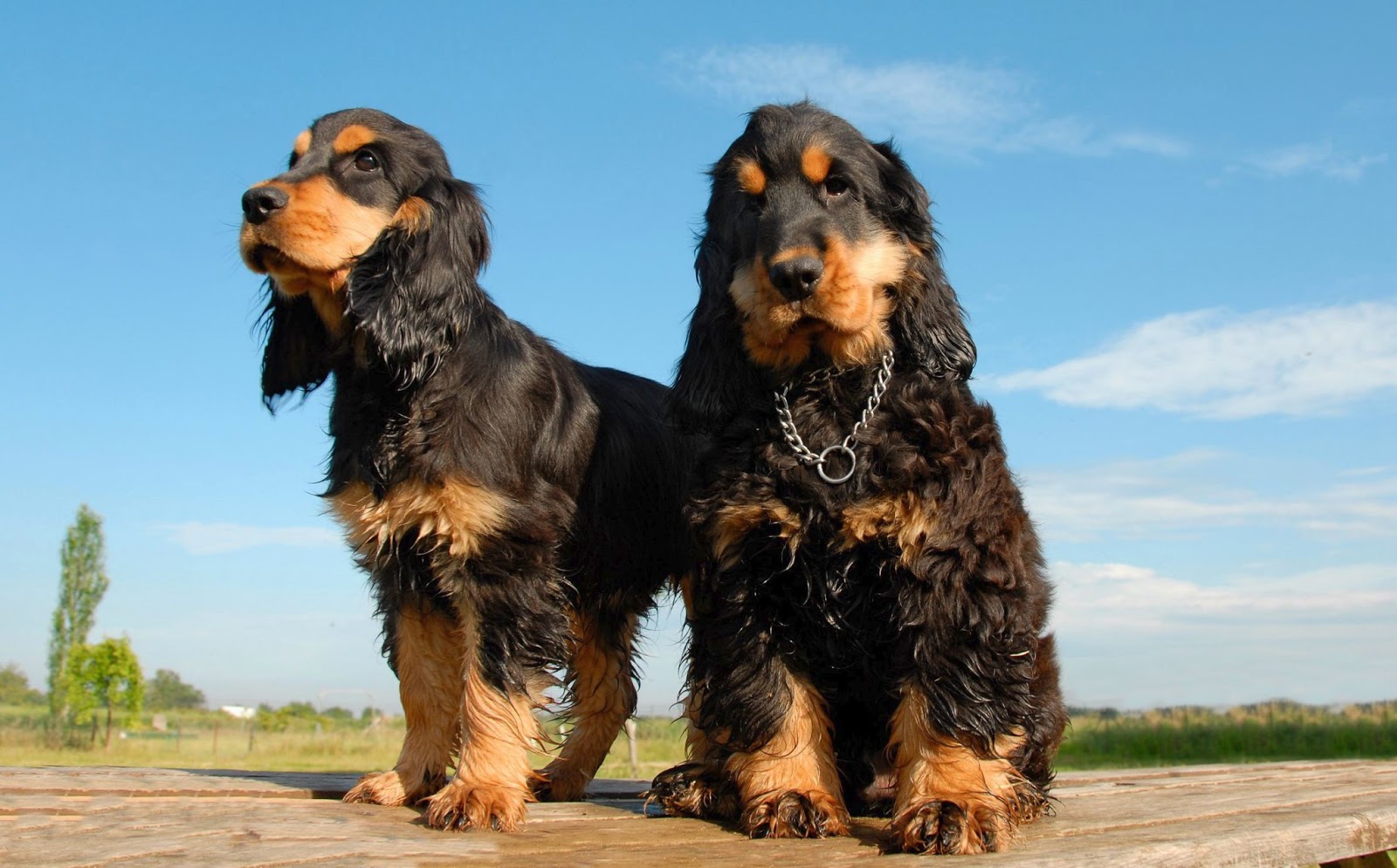 Banco de Imágenes Gratis: 6 imágenes bonitas de perros y cachorros ...