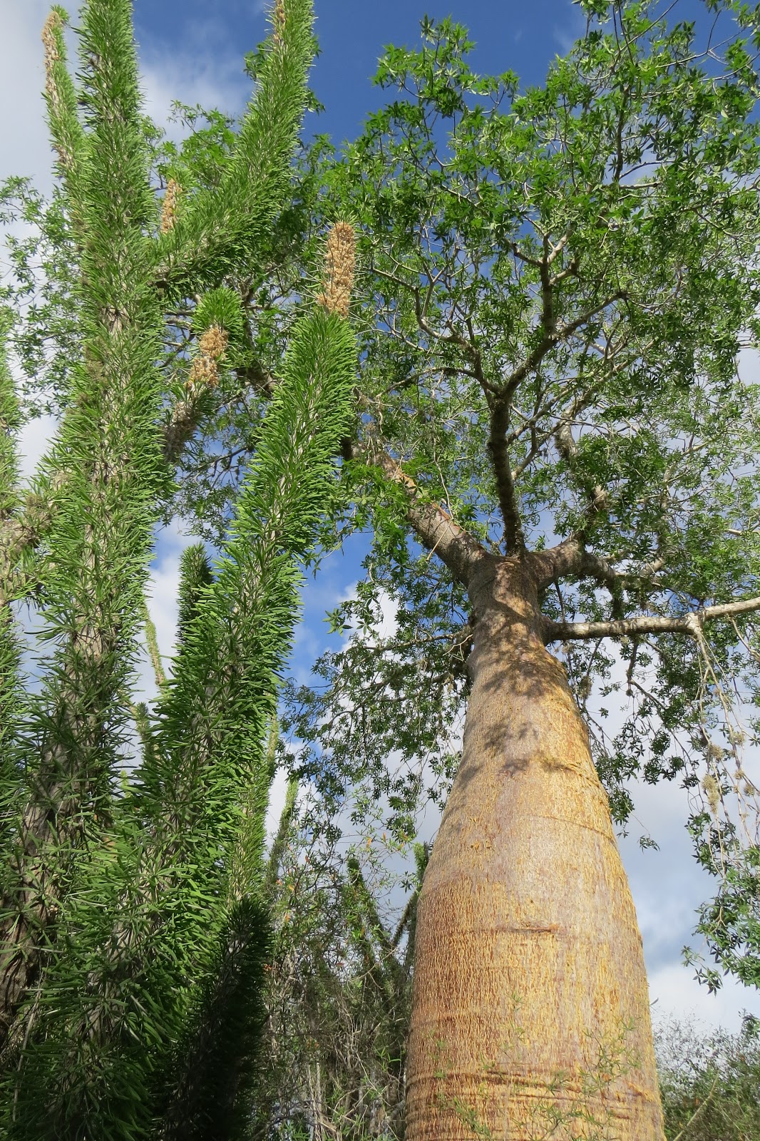 They Call It the Spiny Forest