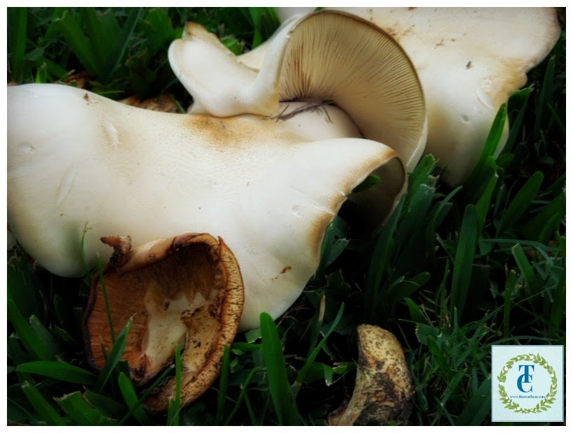 What We Keep: Mushroom City