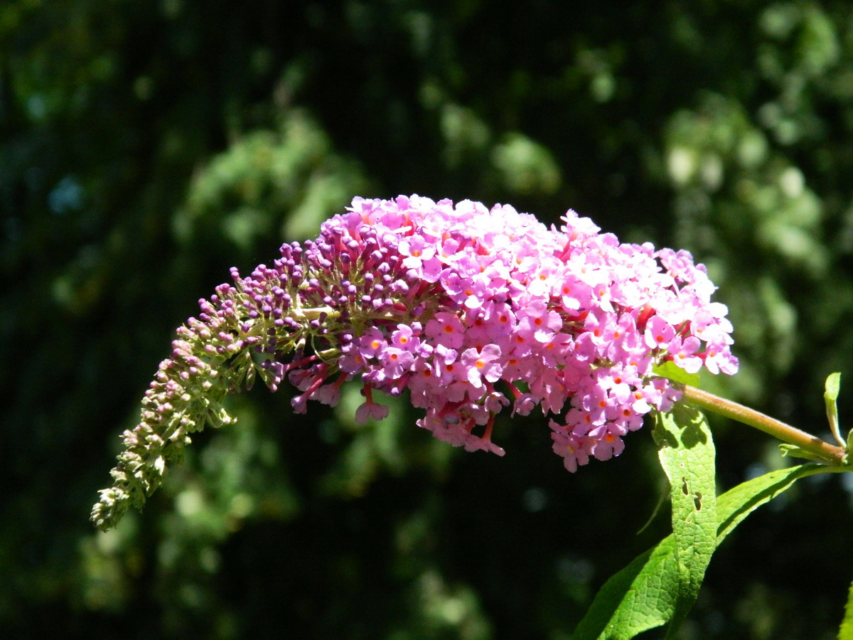 LA MULTI ANI, ROMANIA!: Liliac inflorit tarziu