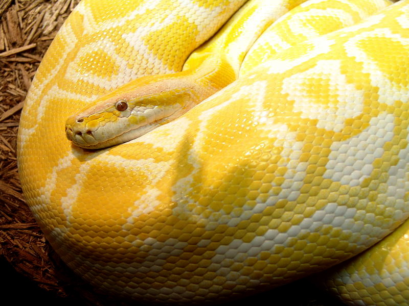 Spanish News in English: Escaped Albino Burmese Python terrorizes ...