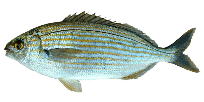 Σάλπα ~ Psaria.eu