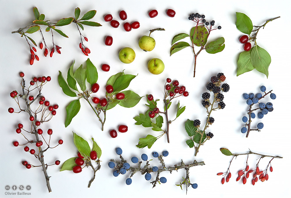 Éloge des baies… – Les moutons enragés