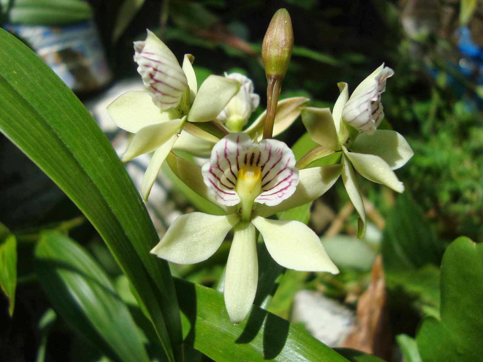 Orquídeas HElid: Prosthechea Radiata / Encyclia Radiata