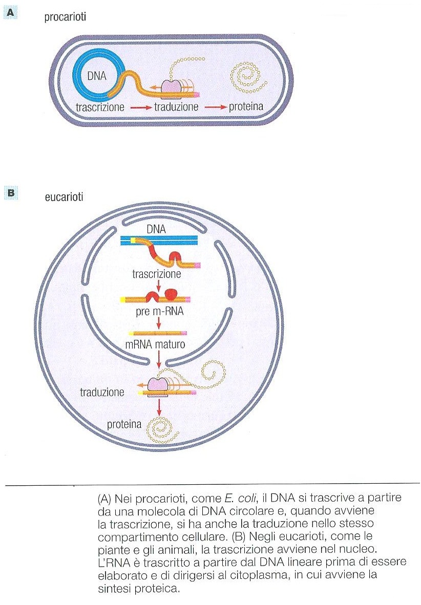 Portale Scientifico: Gli RNA ribosomiale e di trasporto svolgono la ...