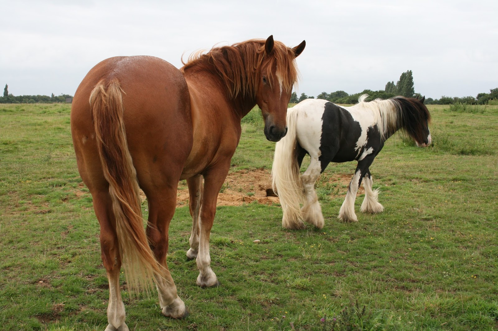 Suffolk Punch