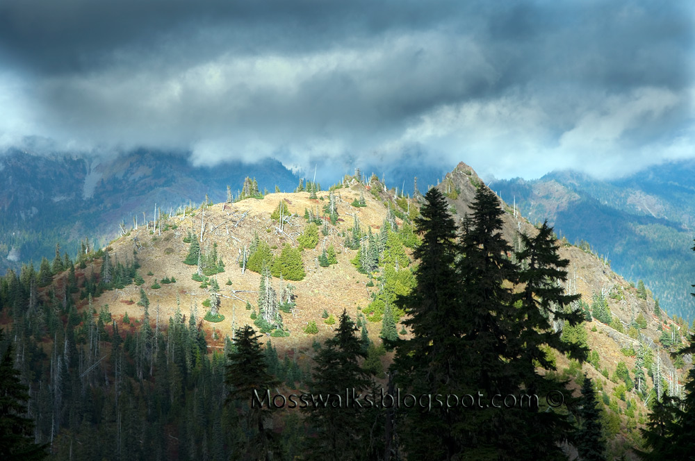 Walks with Moss: Copper mountain via Wagonwheel attempt