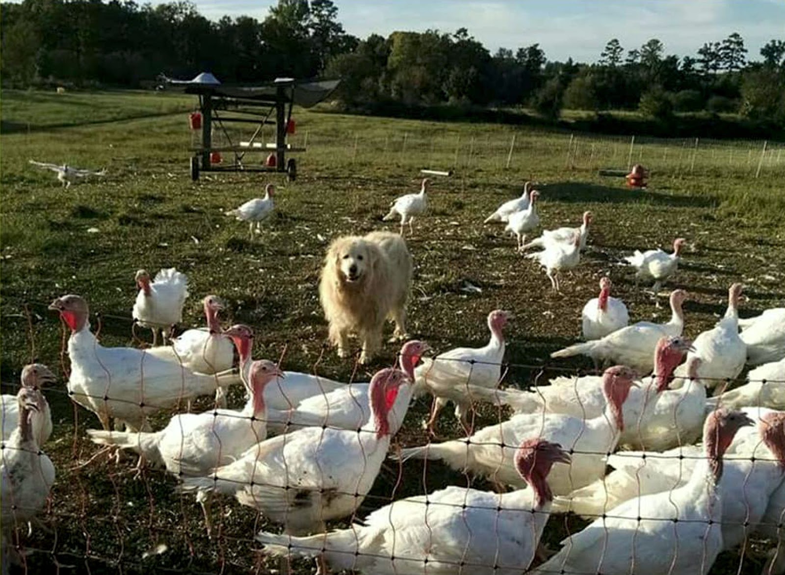 Cooking With Mary and Friends: Roasting a Pasture Raised Turkey