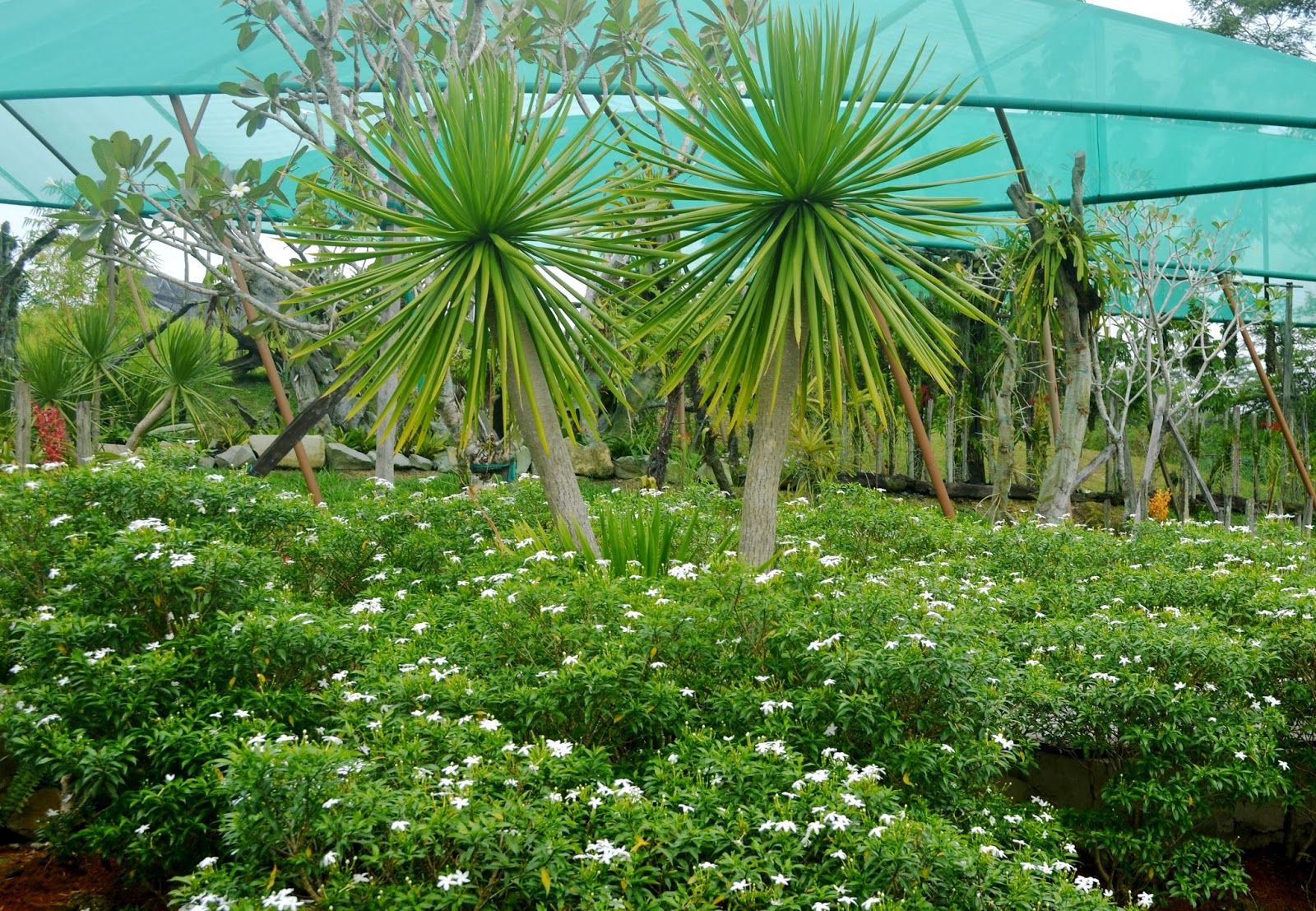 Laman Kambatik Plants list (4th ed.): Pinwheel flower (Dwarf variety ...