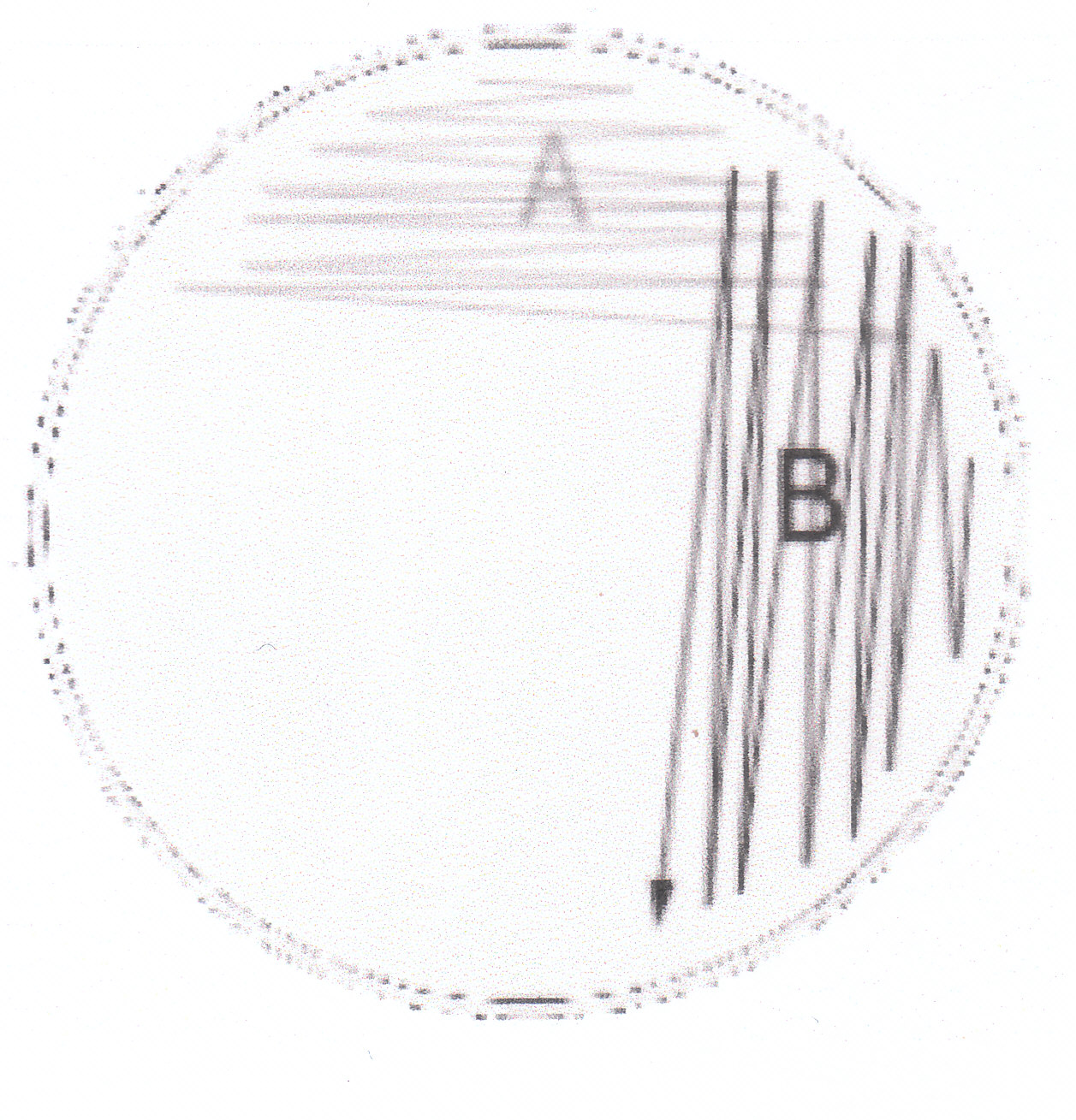 Laboratorio de Microbiologia: Aislamiento de Bacterias mediante el ...