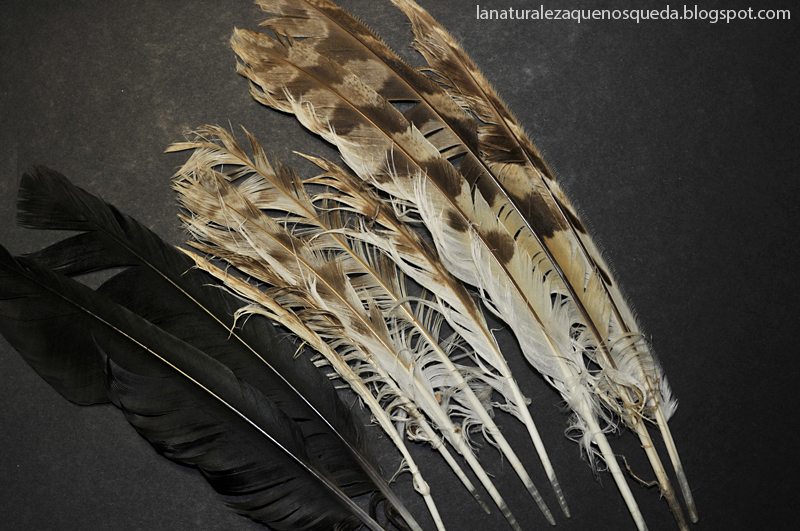 La Naturaleza que nos queda: La información de las egagrópilas de búho ...