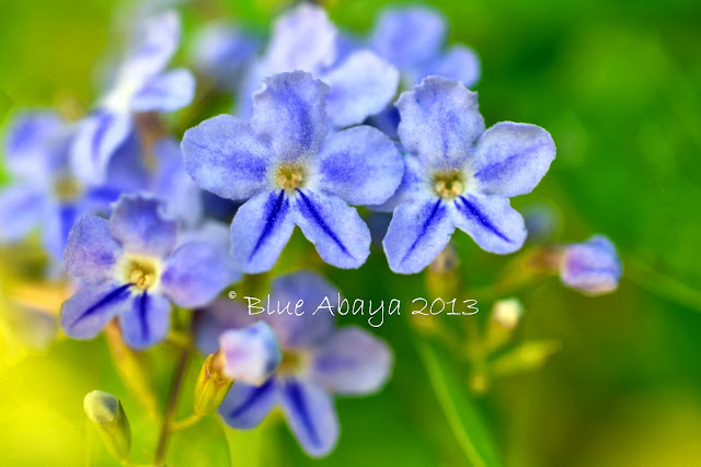 Riyadh's Hidden Gems-The Diplomatic Quarter Gardens - Blue Abaya