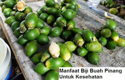 Terbukti..! Inilah Kegunaan Khasiat Yang ada Pada Buah Pinang - Info sehat