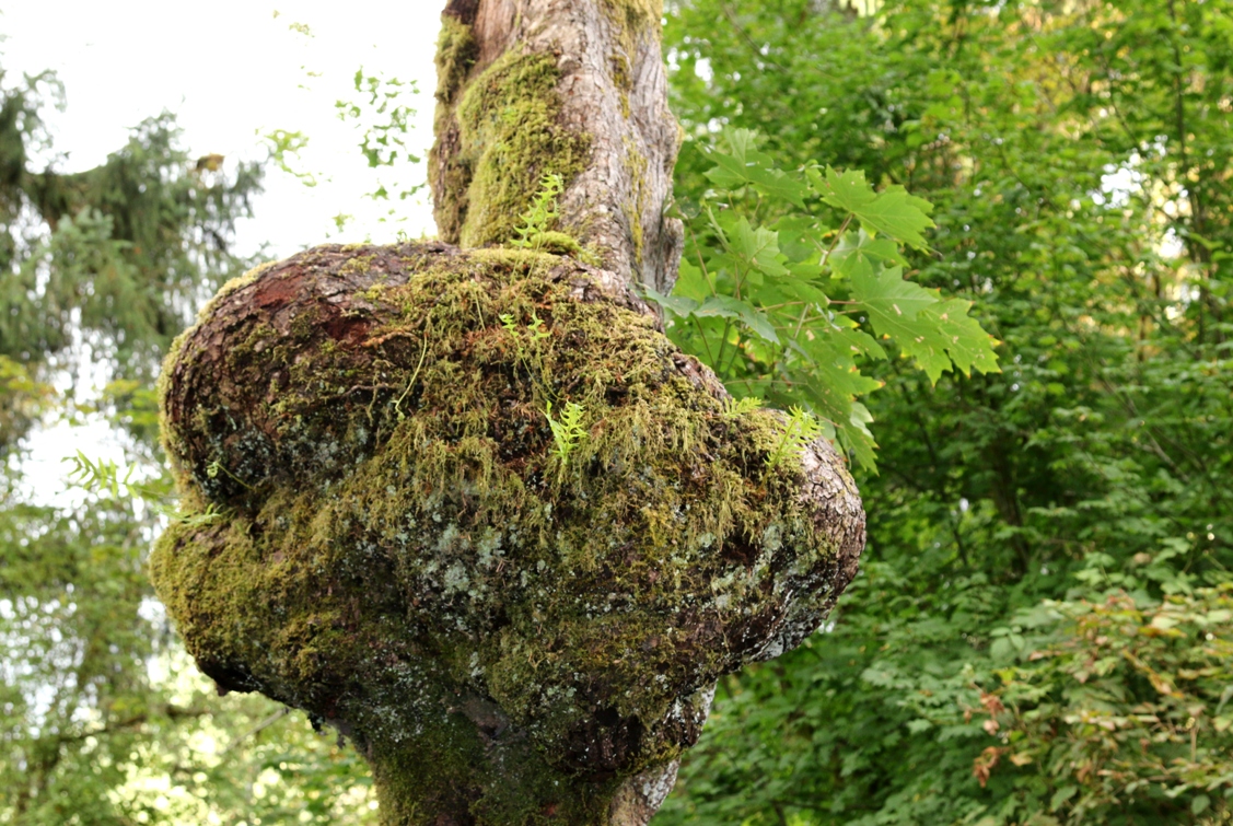 A photo, A thought............: Plant: Tree burls.........