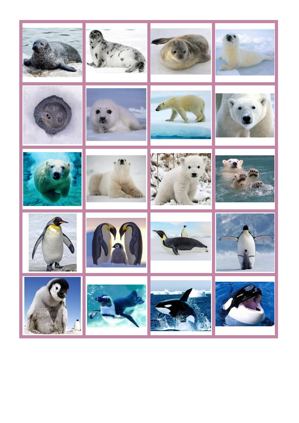 La classe du chat à lunettes: Projet Banquise