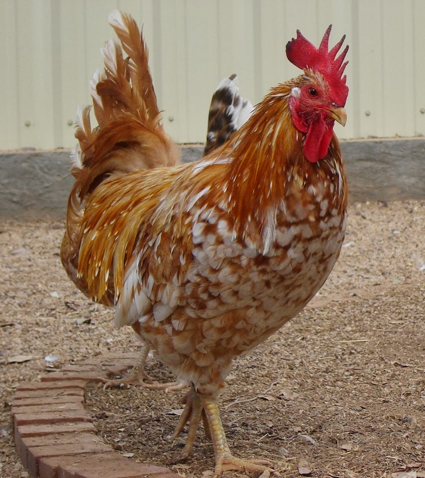 Aloha Chickens: The Mysterious Orange Color - Part Two