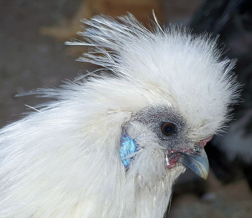 Sana pets: Silkie Bantam
