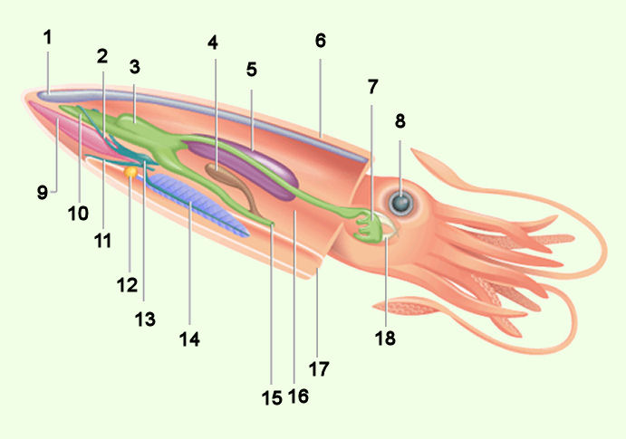 Barends Blik: Inktvis