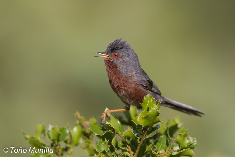 Aves de Navarra/Nafarroako hegaztiak: Las currucas rabilargas del Boyeral