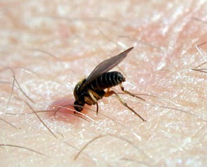 Biodiversity Science: Black flies