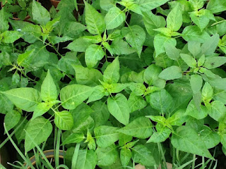http://agrohias.blogspot.com: Cili Api, Cili Padi,Cabai Melaka @ Cili ...