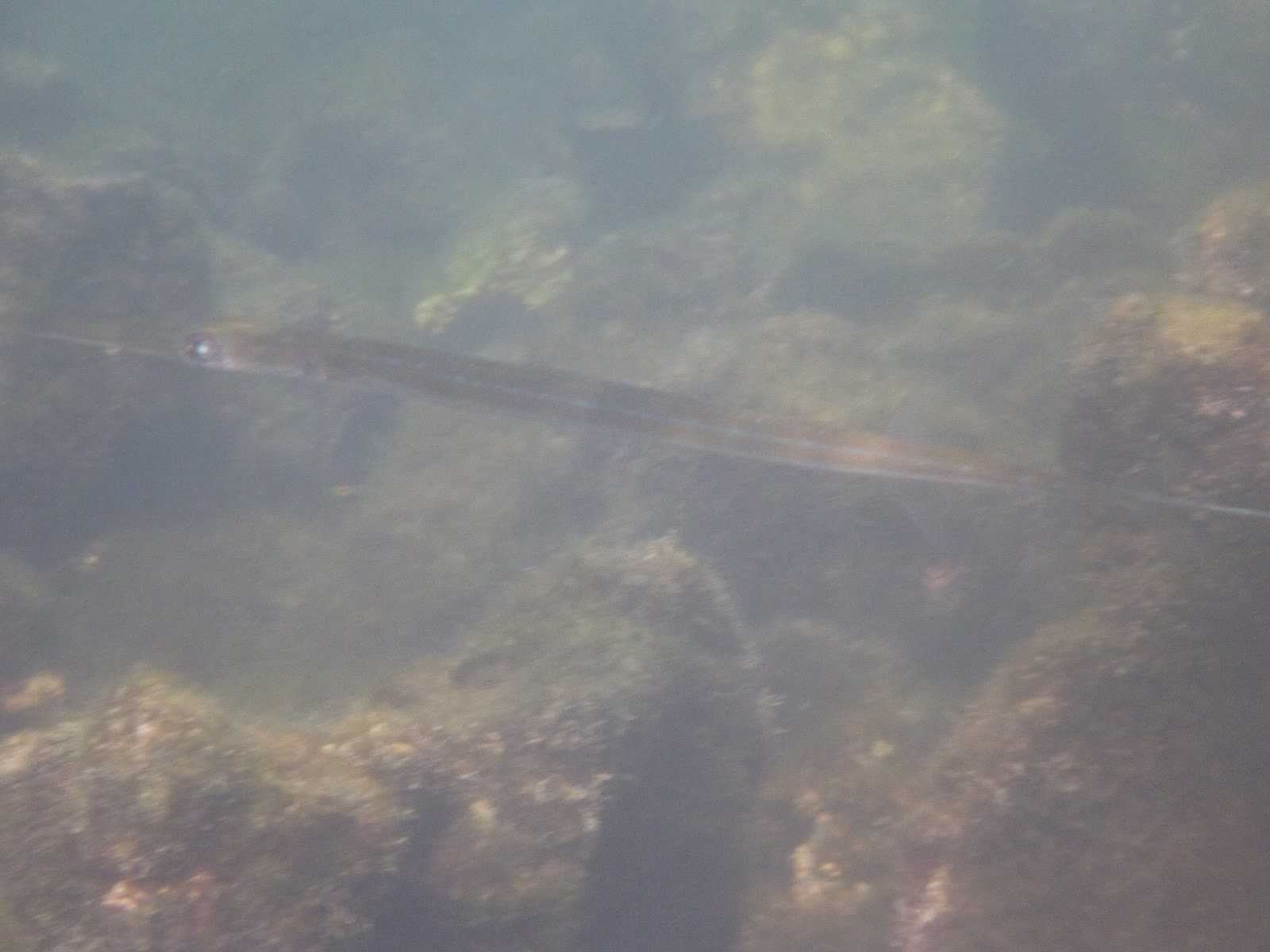 whySquared: Galápagos : Isla Marchena