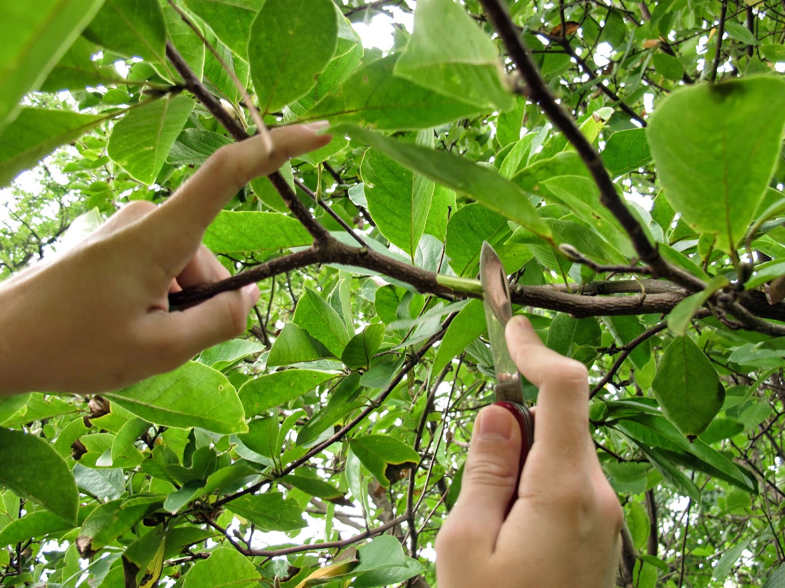 En el jardin: Acodo aéreo