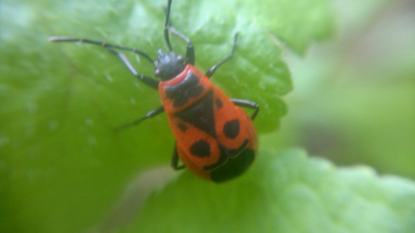 red bug on plant | Macro with my Nokia