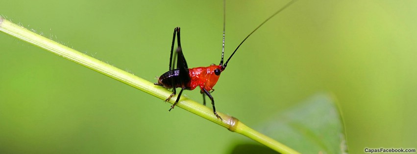 20 Buenas Portadas de Insectos - Portadas Facebook (XXXI) - Funeek ...