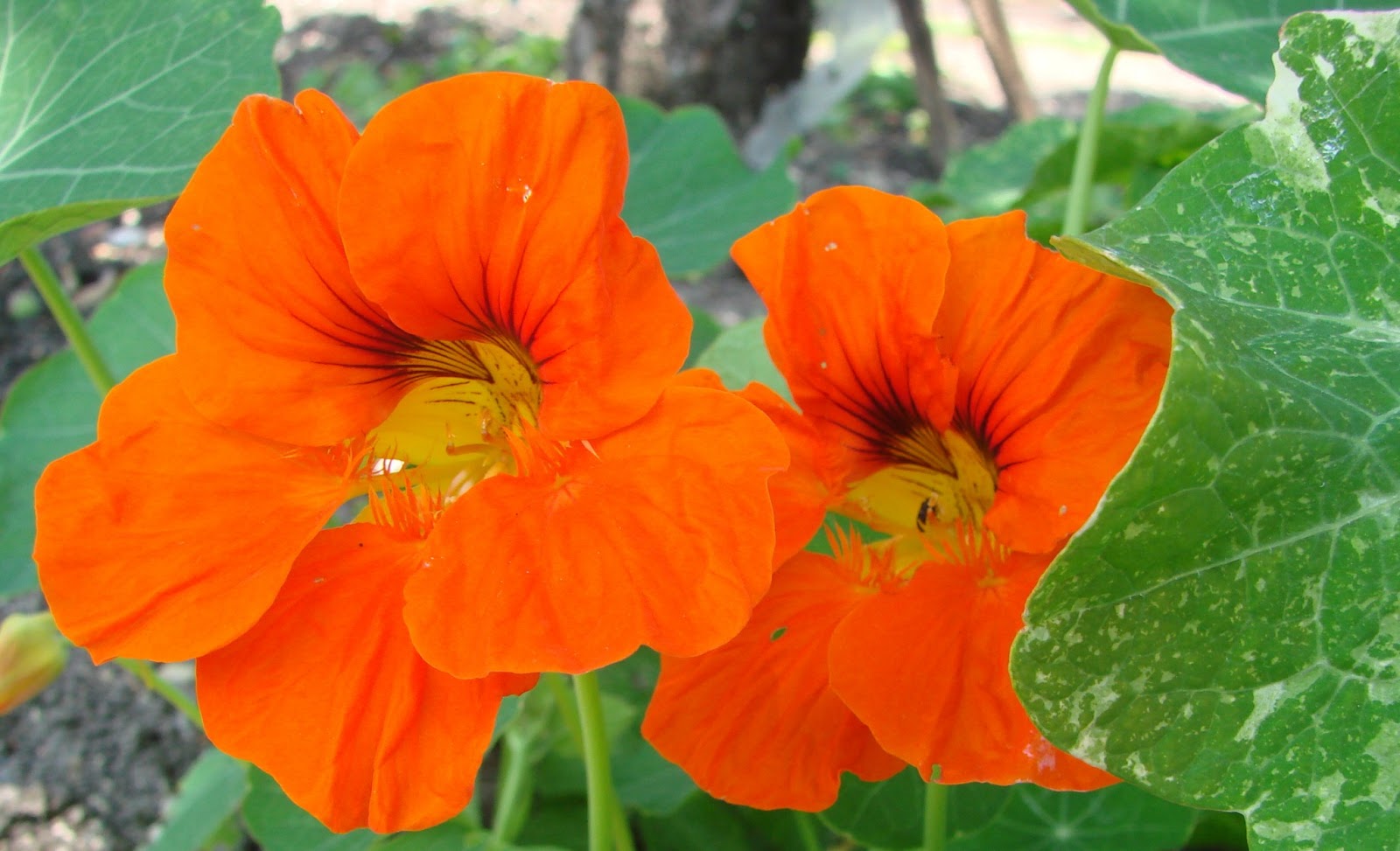 Au jardin d'Aurore: La Capucine