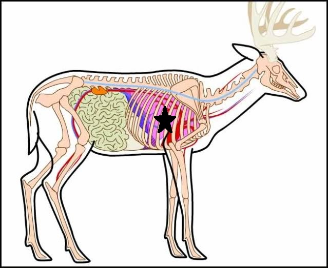 Accessible Hunter: Deer Vitals