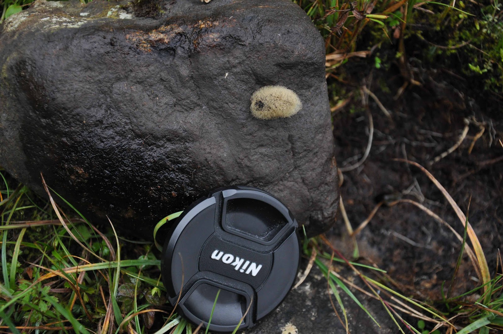 Islay Natural History Trust: Photos from Paul Kirkland