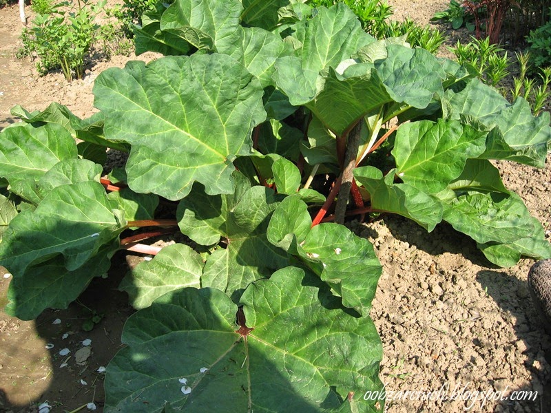 Rabarbar - Obżarciuch