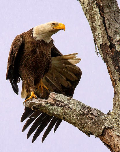 Fins Feathers Photography