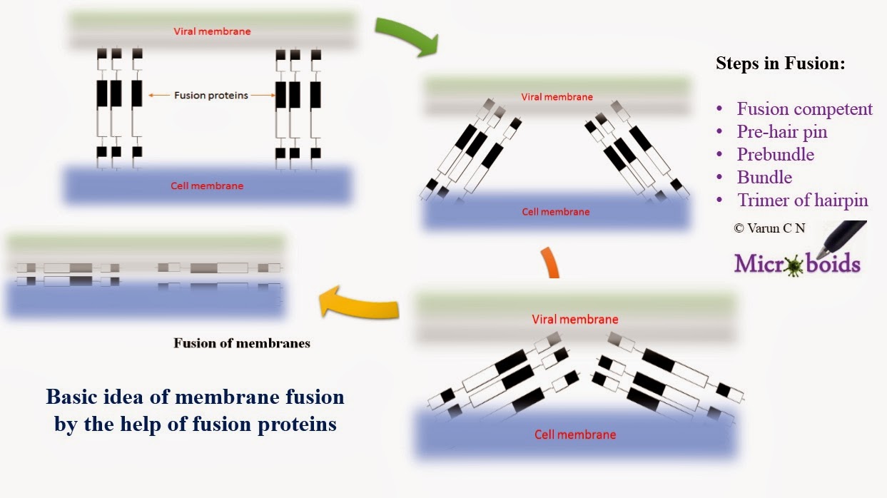Viral Fusion Proteins