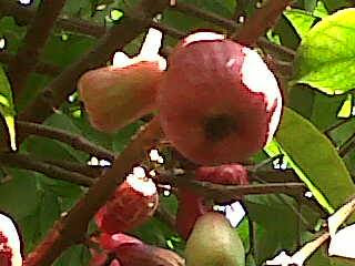 Karir Sekolah KU: Apa itu Buah Jambu Bol...?