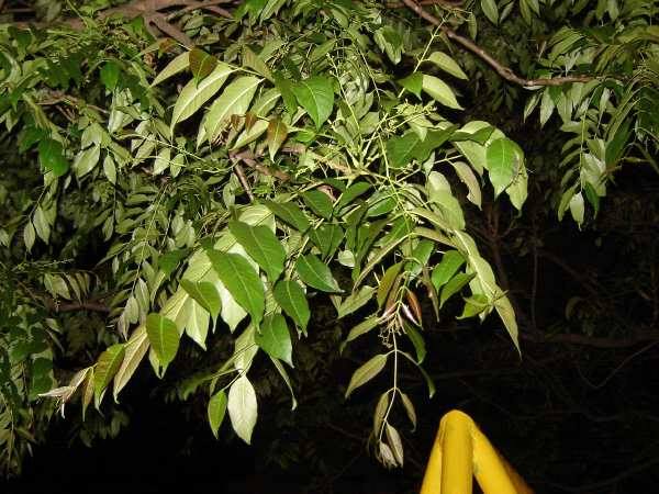 ASOCIACION ECOLOGISTA RIO MOCORETA: ÁRBOL CEDRO COYA Cedrela angustifolia