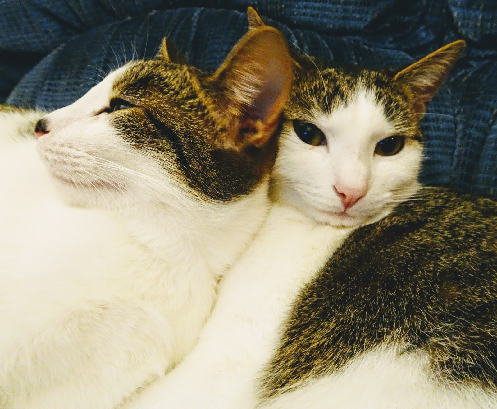 Love, Joy and Peas: Braveheart and the Sandman Kittens: Cuddling Cuteness