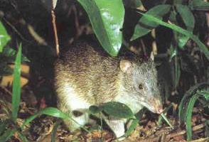 Werner's Cairns blog: Australia's lesser-known marsupial - the Bandicoot.