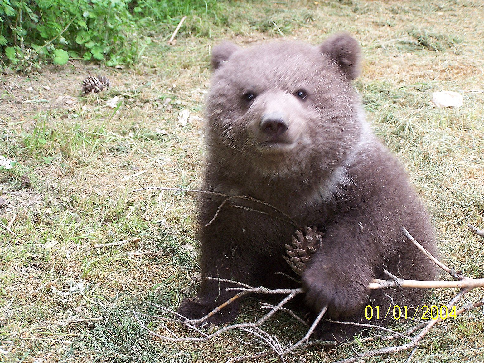 Los animales son gente maravillosa: Bruno, la cría de oso pardo II